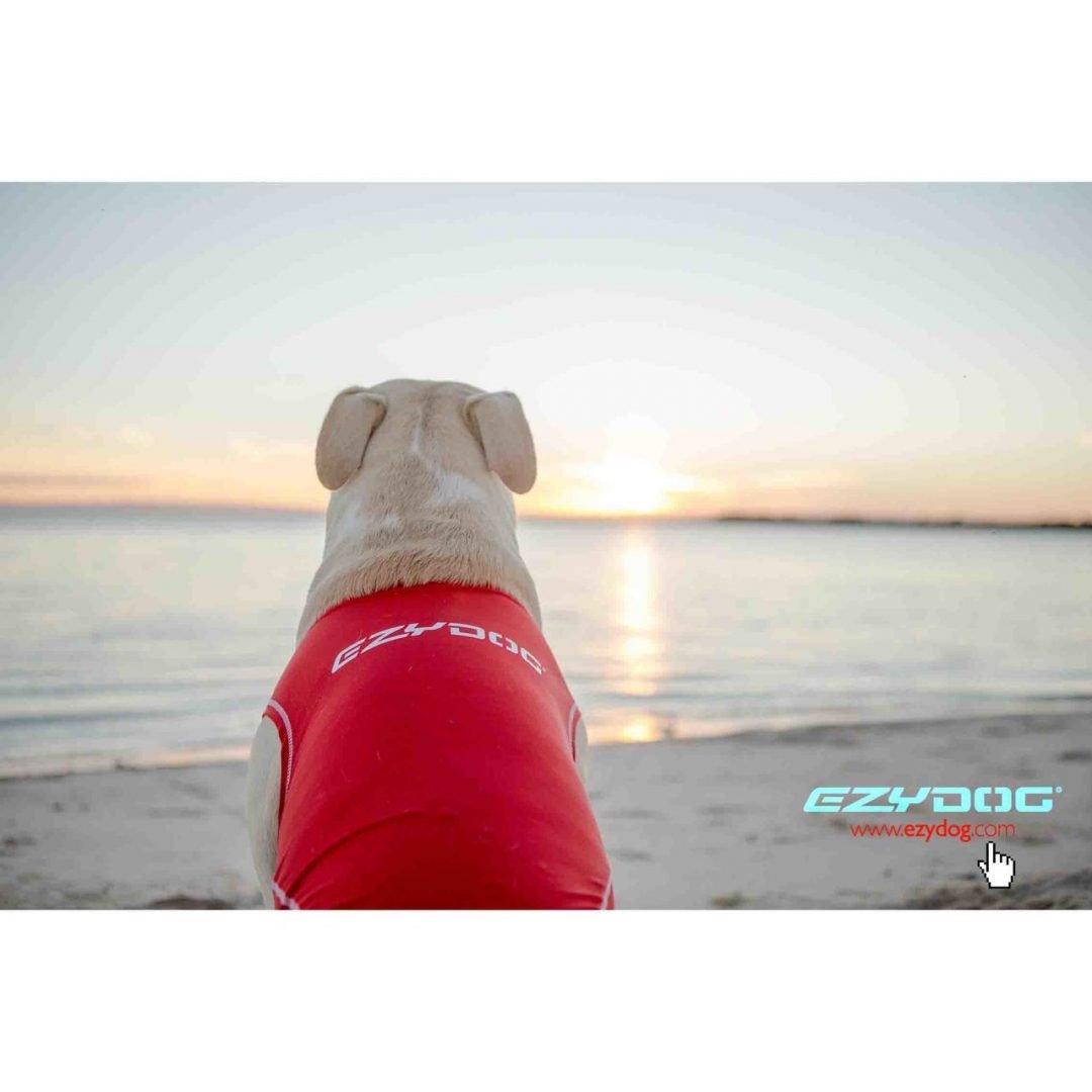 EzyDog Rashie Vest in Red (All Sizes) UV Rating 50+ - Dog Sense New Zealand