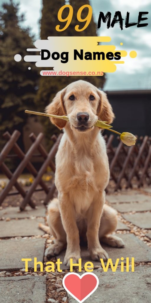 100 Unique Boy Dog Names Meanings That You Don t Hear Too Often 100-unique-boy-dog-names-meanings-that-you-don-t-hear-too-often