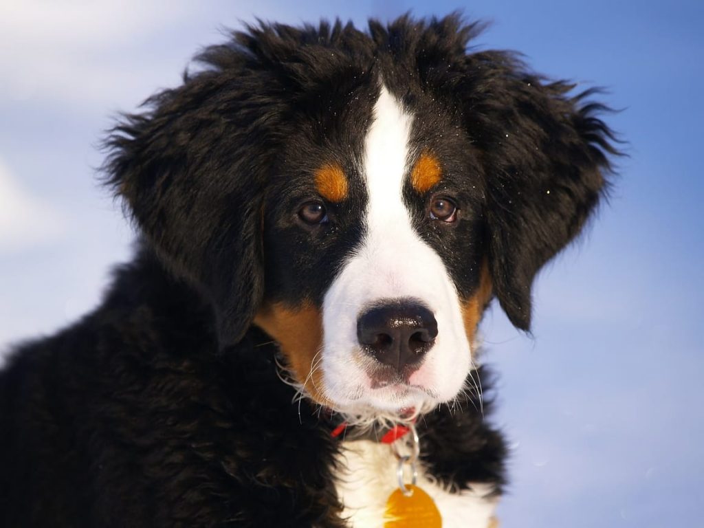 Bernese Mountain Dog.10 Things You Need To Know (BEFORE You Buy)