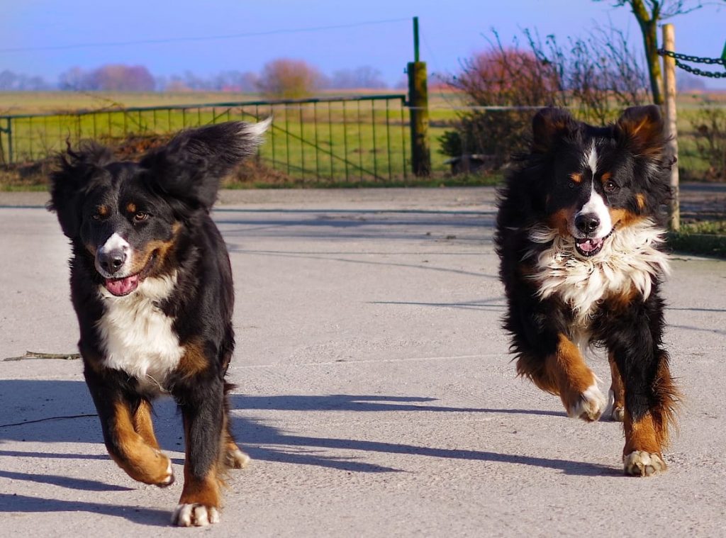 Bernese Mountain Dog.10 Things You Need To Know (BEFORE You Buy)