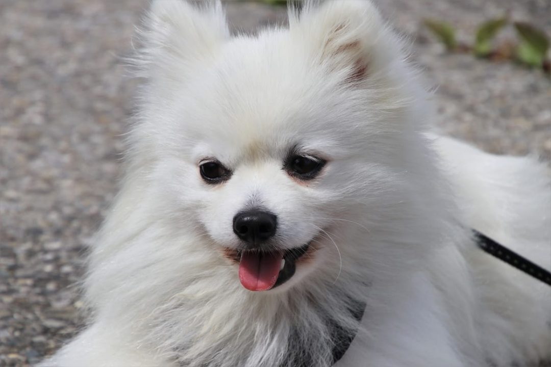 25 White Dog Breeds That Will Steal (& Make a Meal) of Your Heart