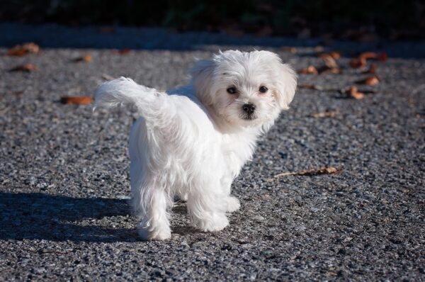 25 White Dog Breeds That Will Steal (& Make a Meal) of Your Heart