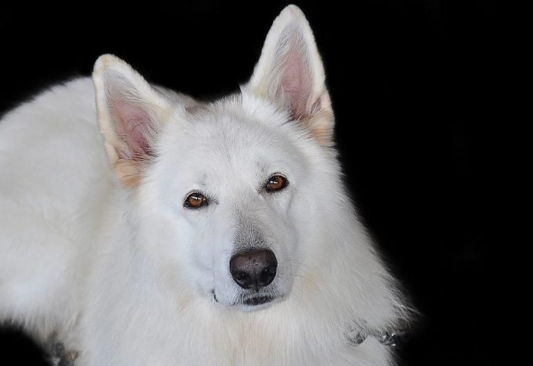 25 White Dog Breeds That Will Steal (& Make a Meal) of Your Heart