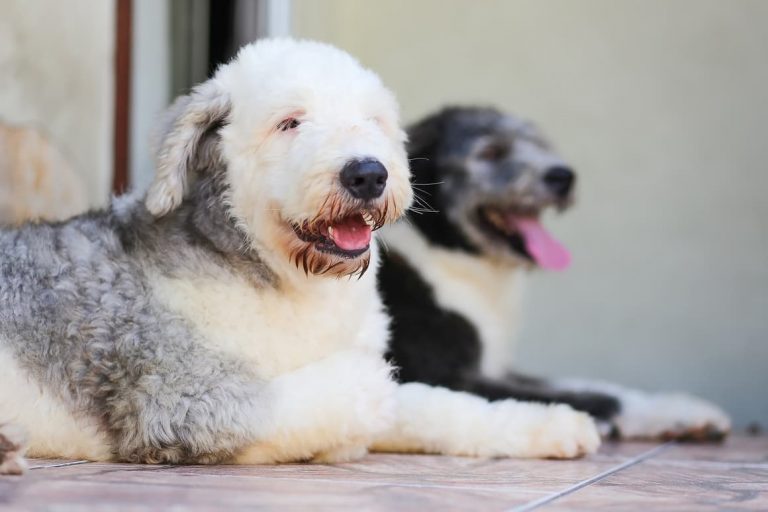 25 White Dog Breeds That Will Steal (& Make a Meal) of Your Heart