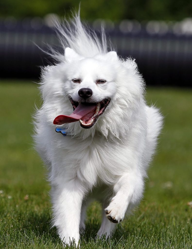 25 White Dog Breeds That Will Steal (& Make a Meal) of Your Heart