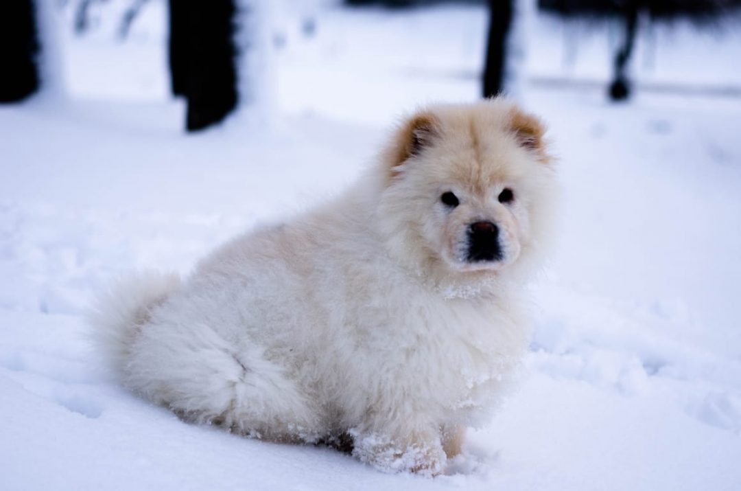 25 White Dog Breeds That Will Steal (& Make a Meal) of Your Heart