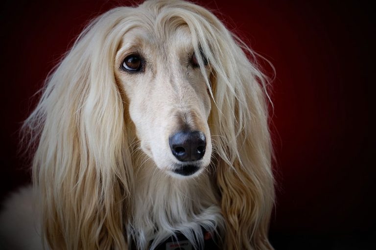 25 White Dog Breeds That Will Steal (& Make a Meal) of Your Heart