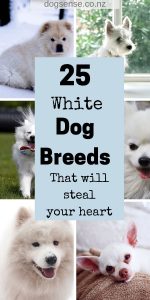 25 White Dog Breeds That Will Steal (& Make a Meal) of Your Heart